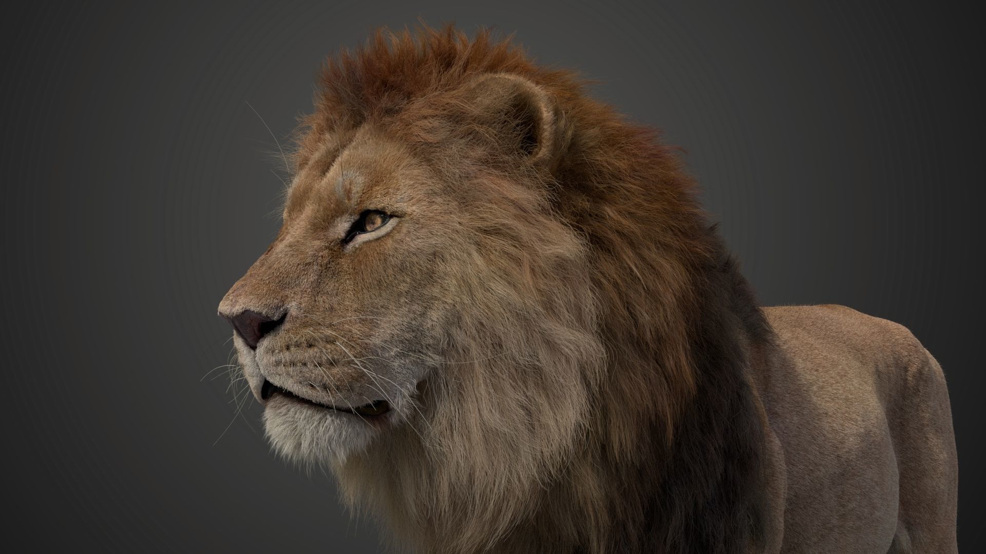 Male Lion Animated VFX Grace 3D model animated rigged | CGTrader