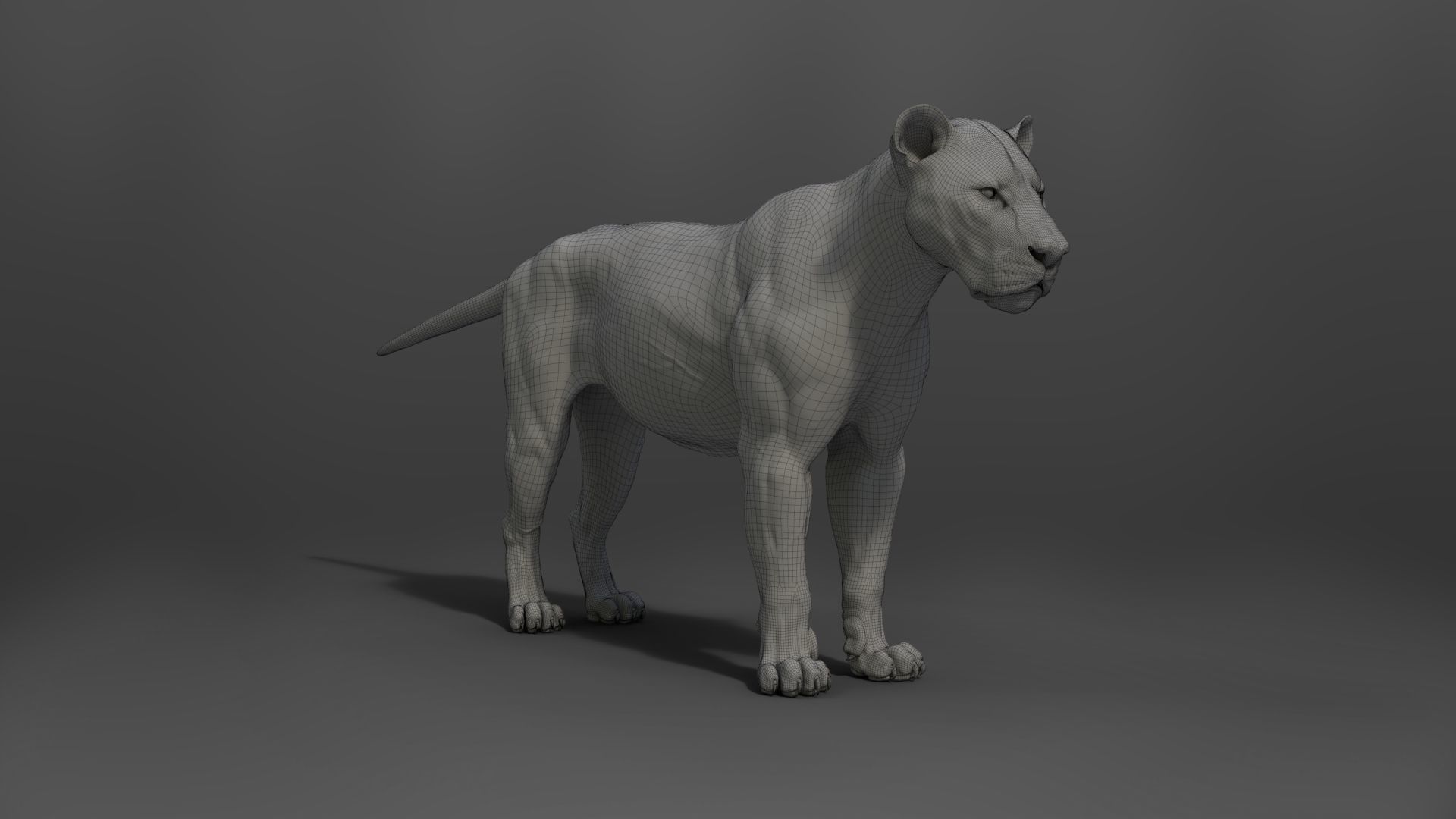 Male Lion Animated VFX Grace 3D model animated rigged | CGTrader