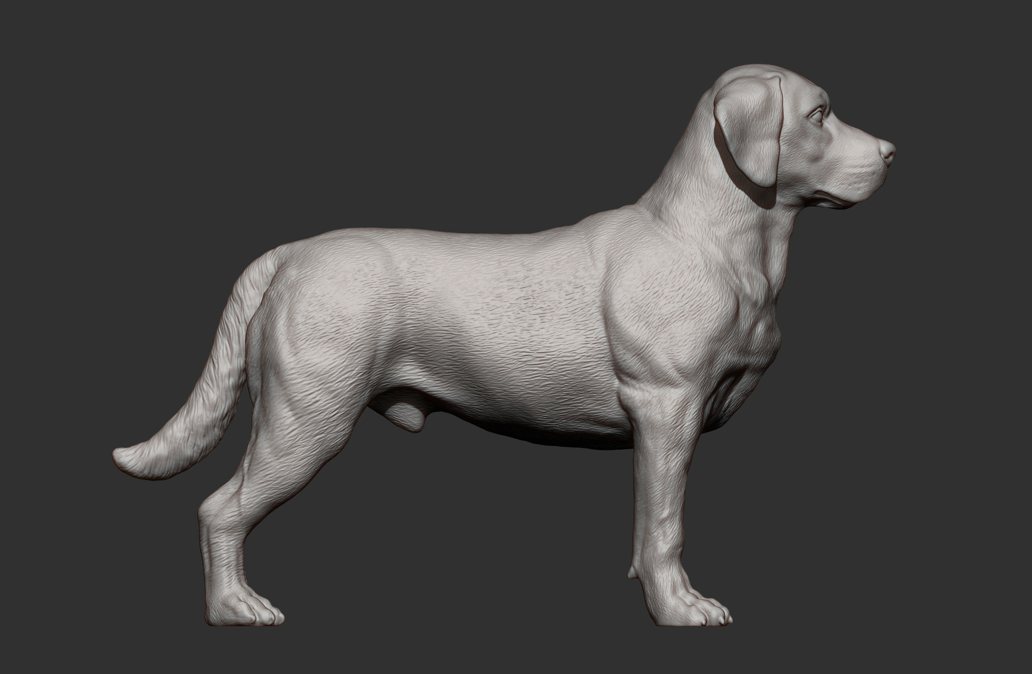 Labrador 3D model 3D printable | CGTrader