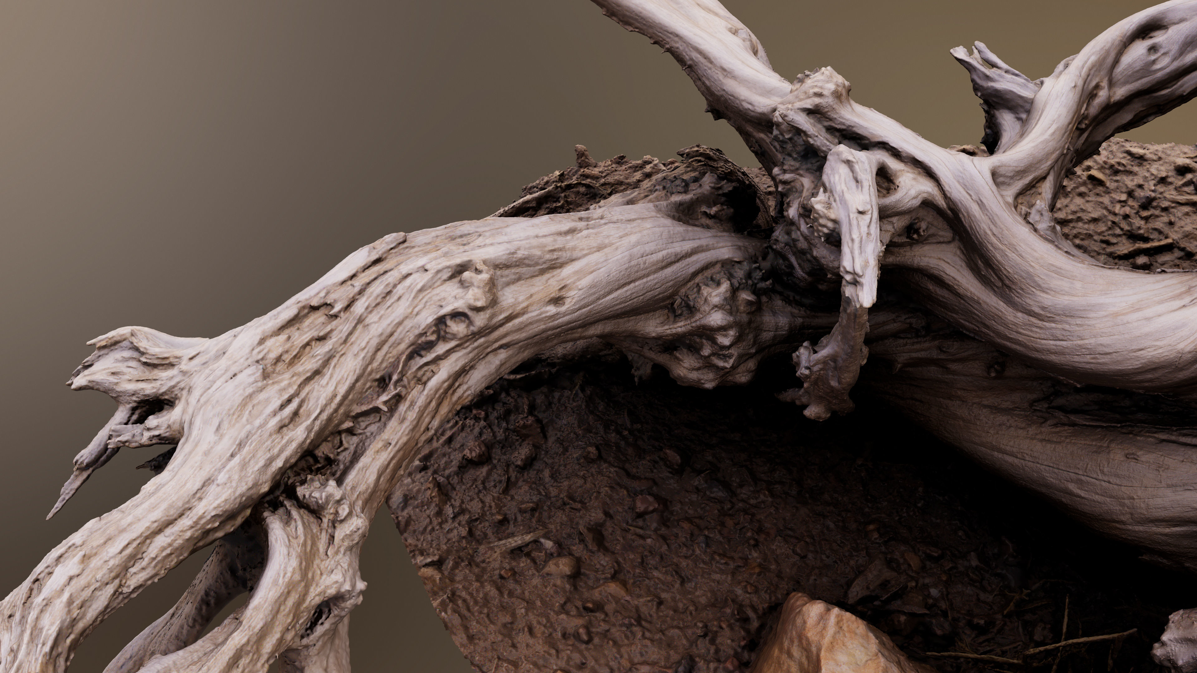 Dry Root 3D model | CGTrader