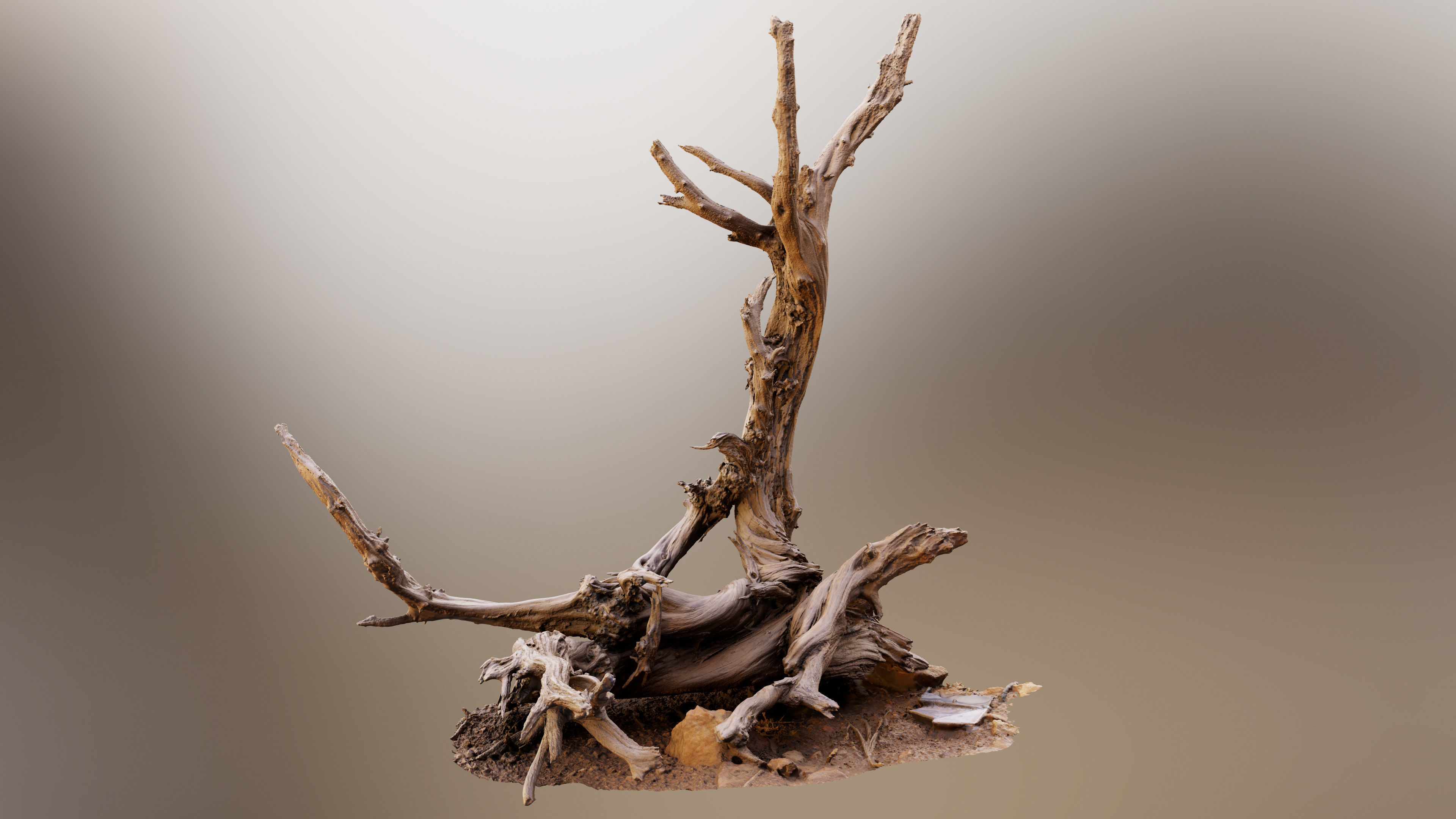 Dry Root 3D model | CGTrader