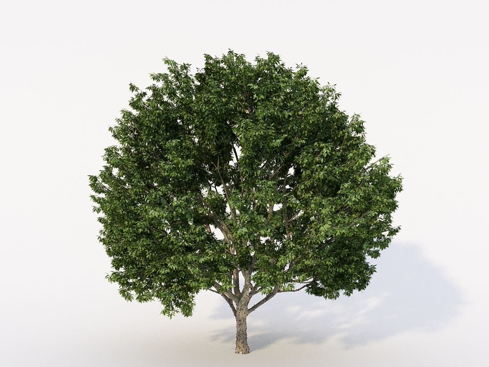 Jaboticabeira tree 3D model rigged | CGTrader