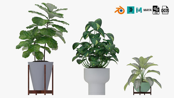 3D model Realistic Houseplants Collection plant in pot VR / AR / low ...