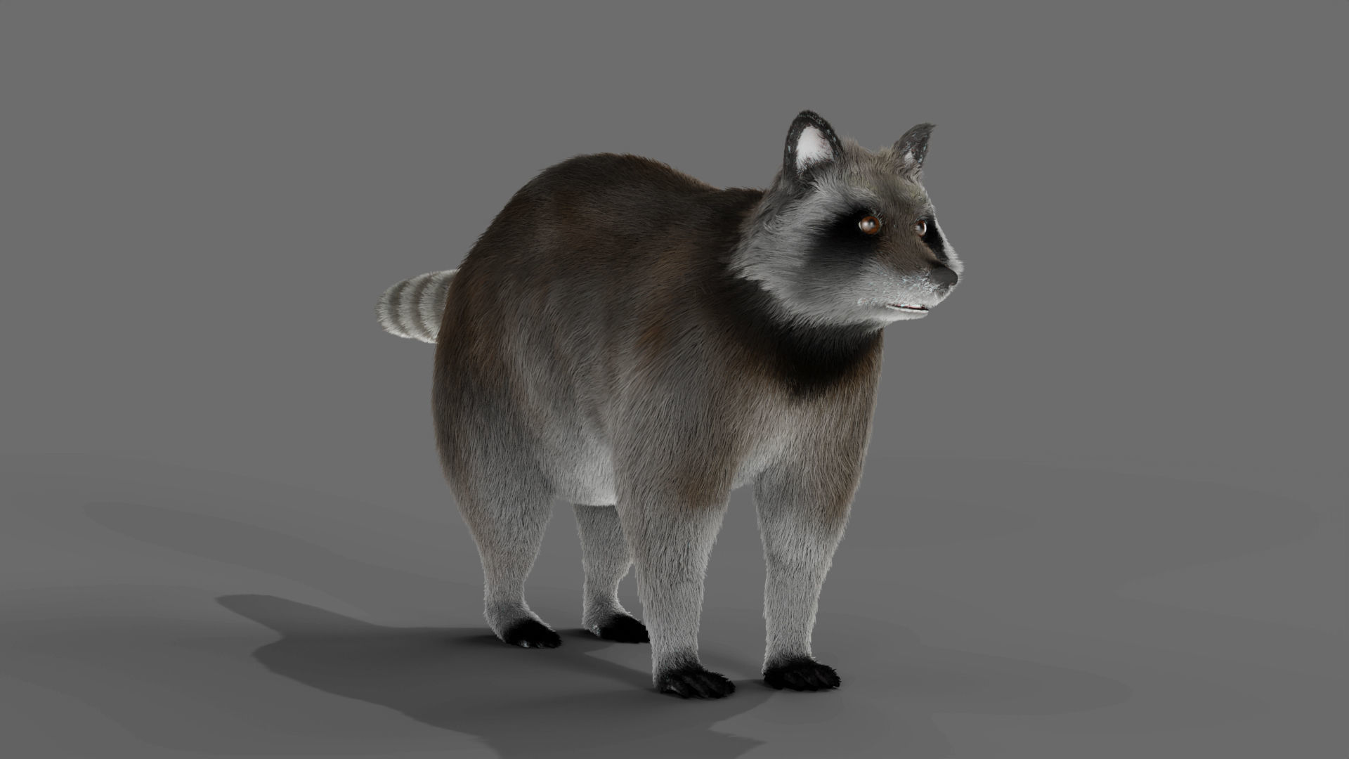3D model Fur Raccoon Grey Rigged in Blender VR / AR / low-poly | CGTrader