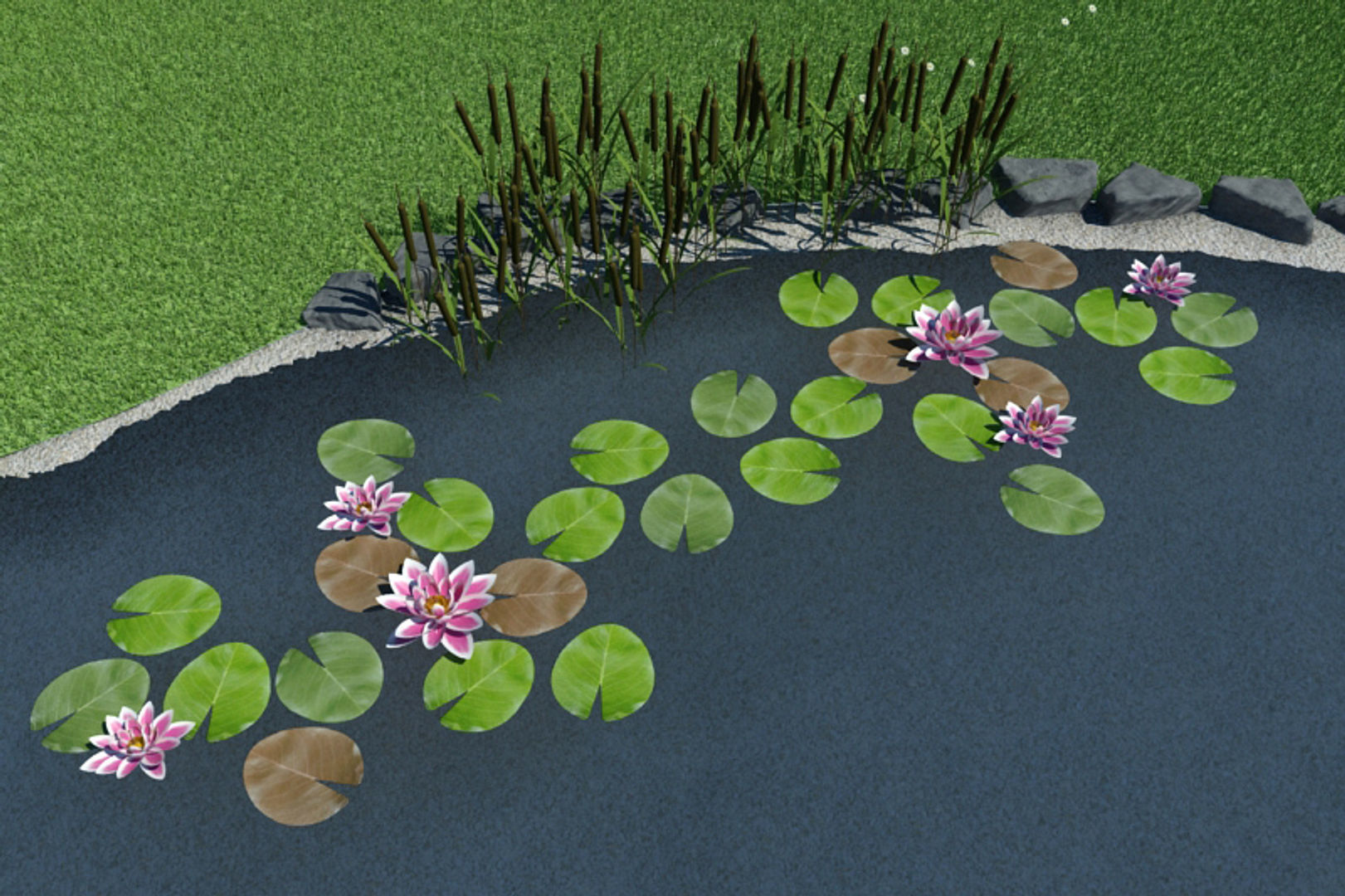 Water Lily Pond 3D model | CGTrader