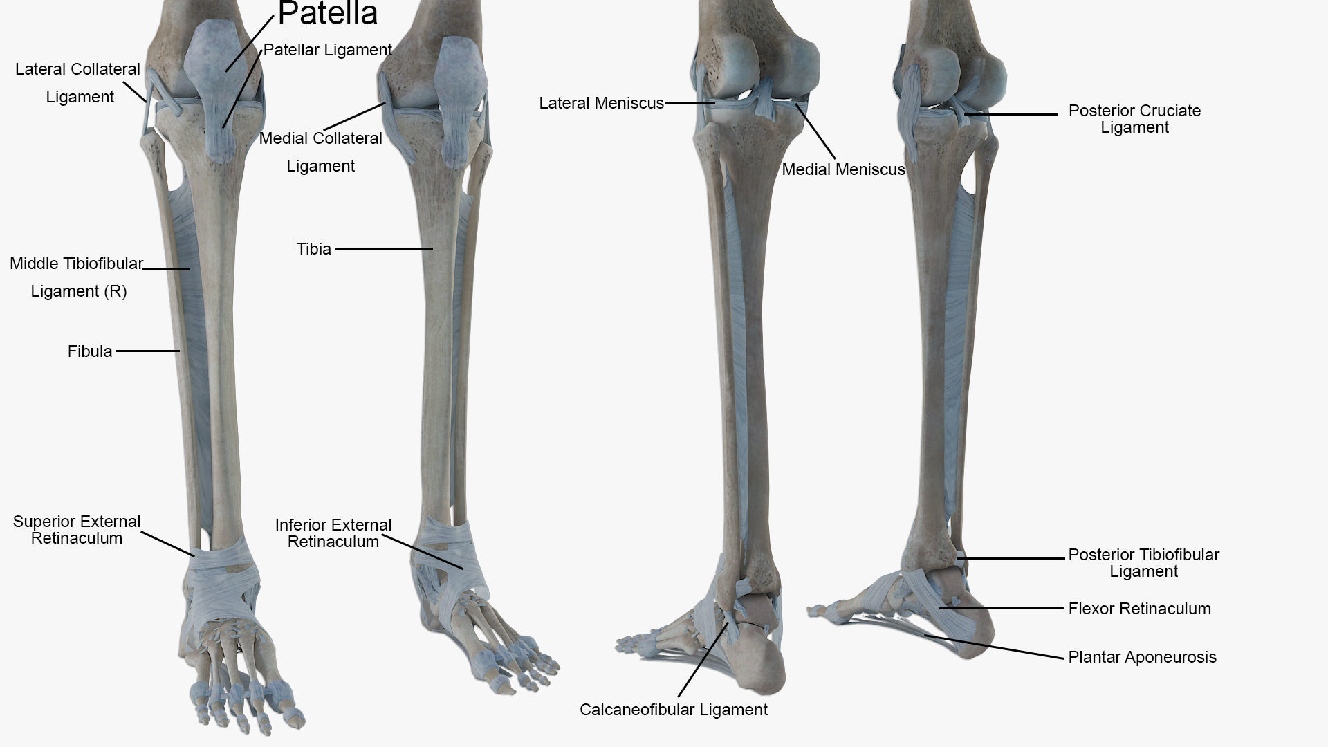 anatomically accurate human skeleton 3D model | CGTrader