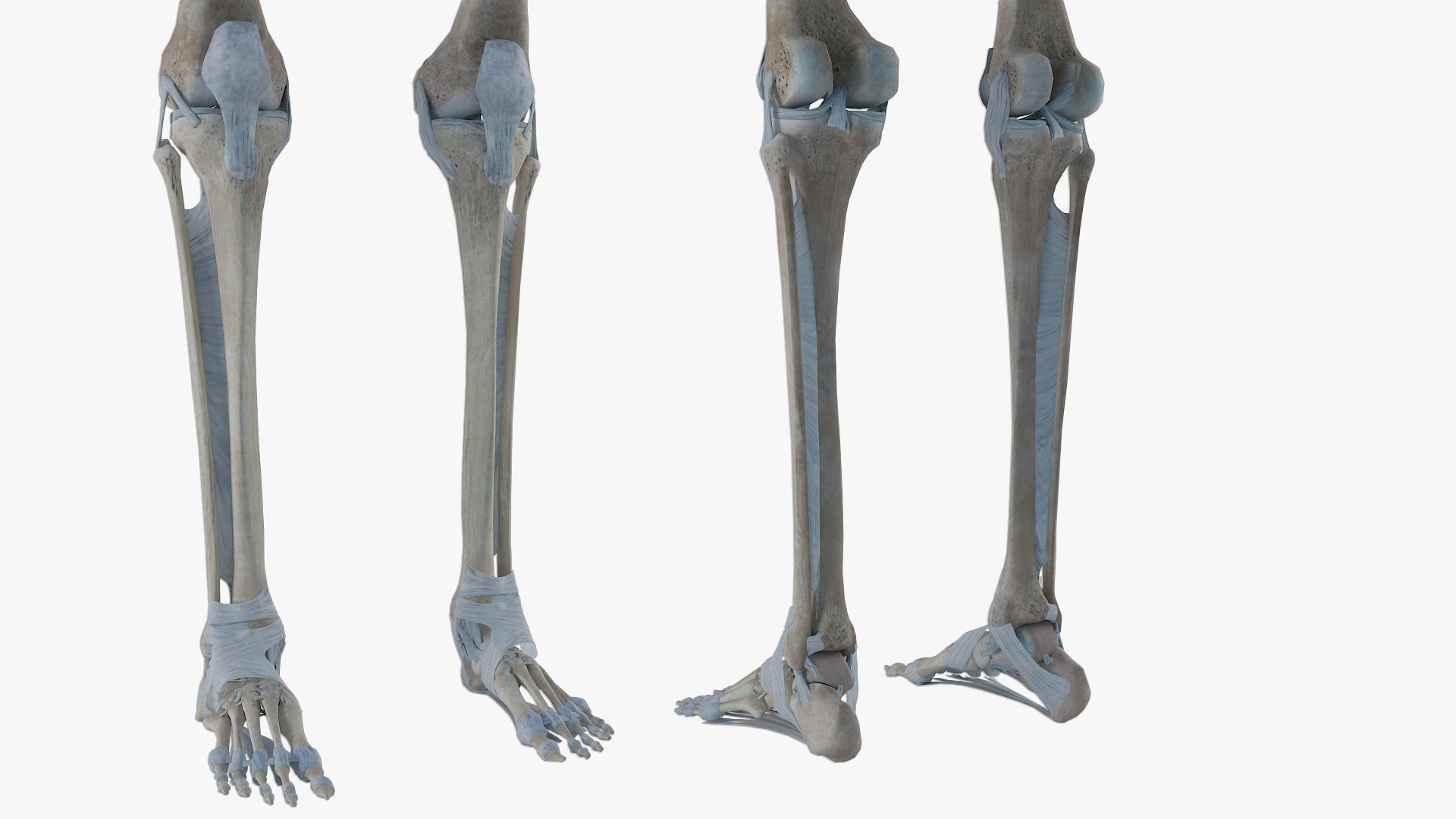 anatomically accurate human skeleton 3D model | CGTrader