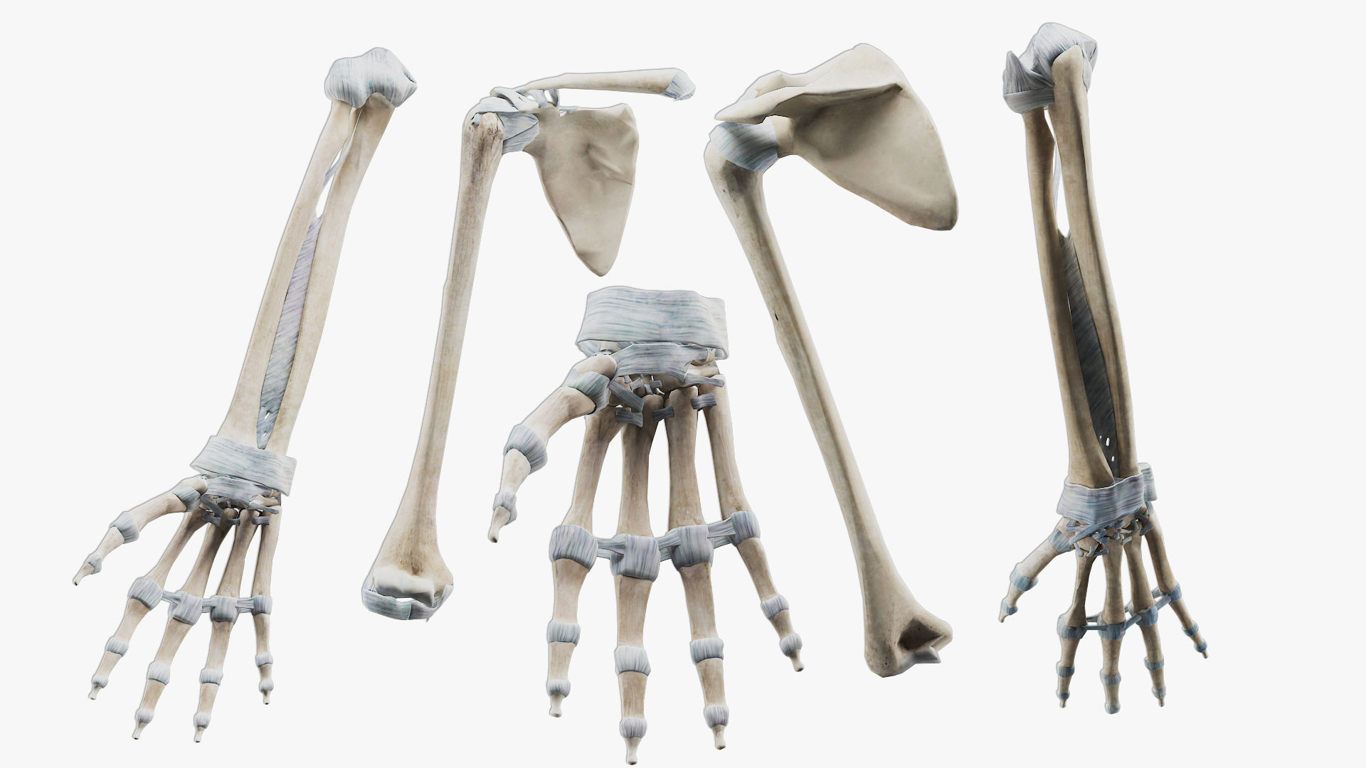 anatomically accurate human skeleton 3D model | CGTrader