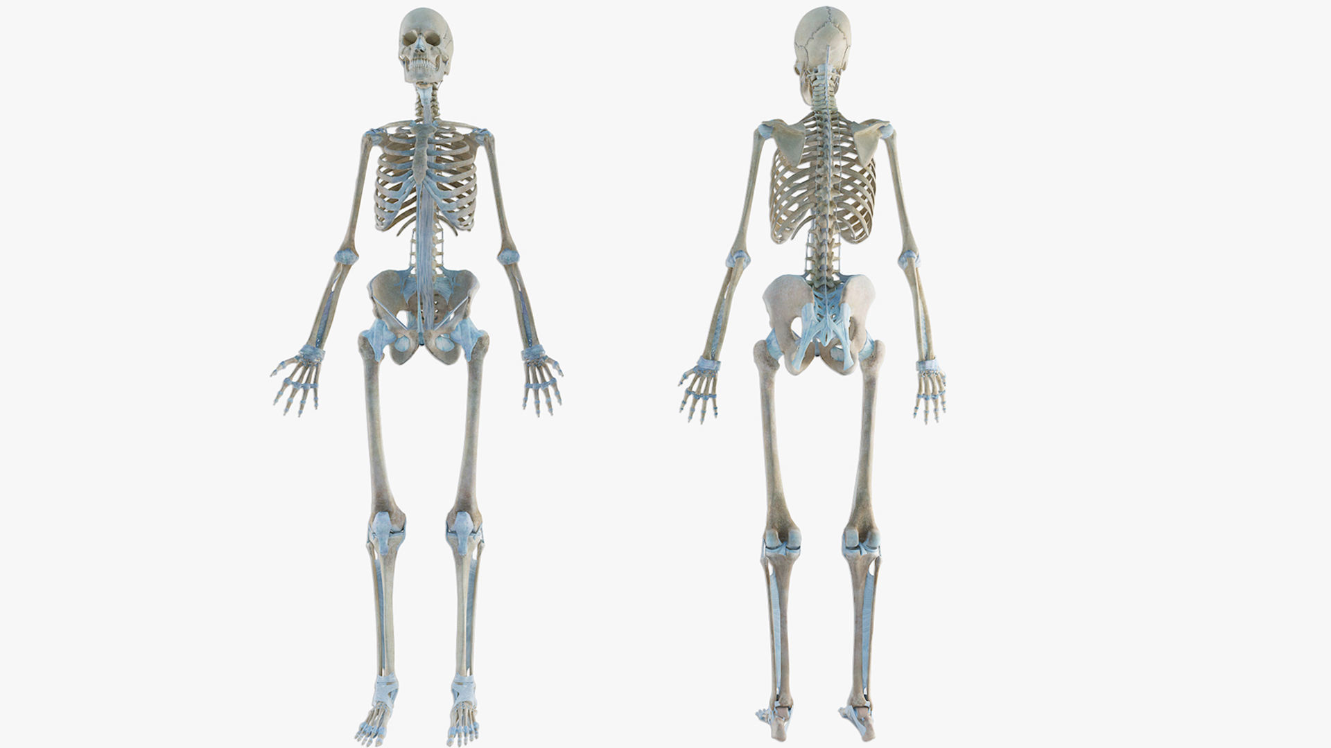 anatomically accurate human skeleton 3D model | CGTrader