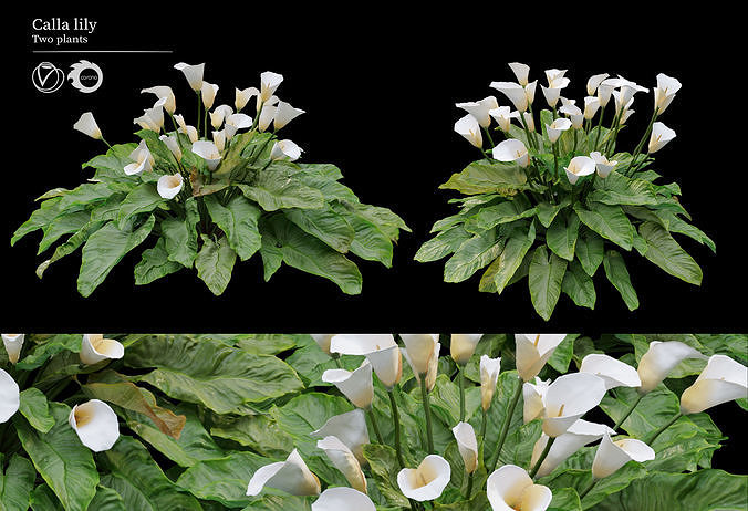 calla lily 3D model | CGTrader