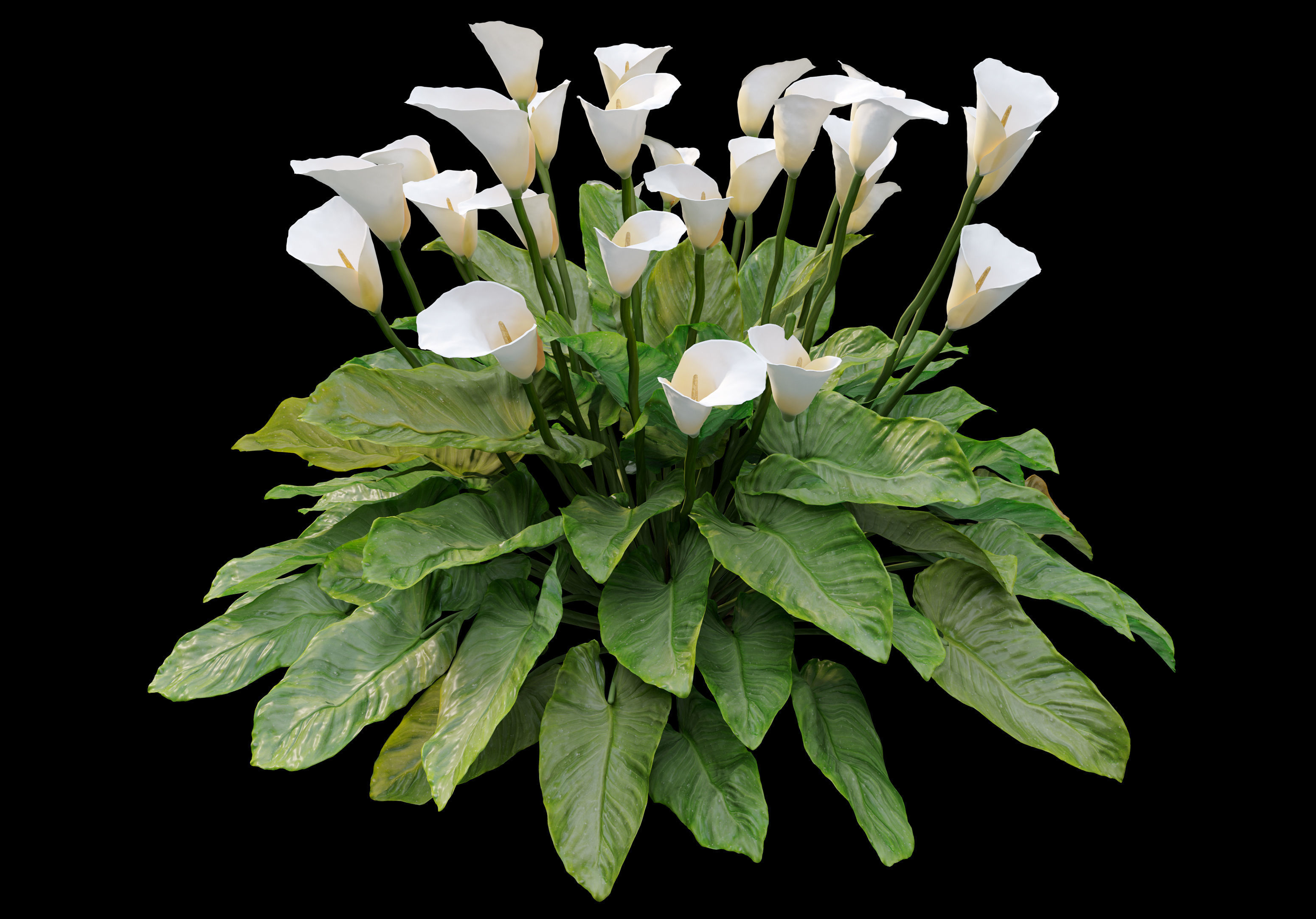 calla lily 3D model | CGTrader