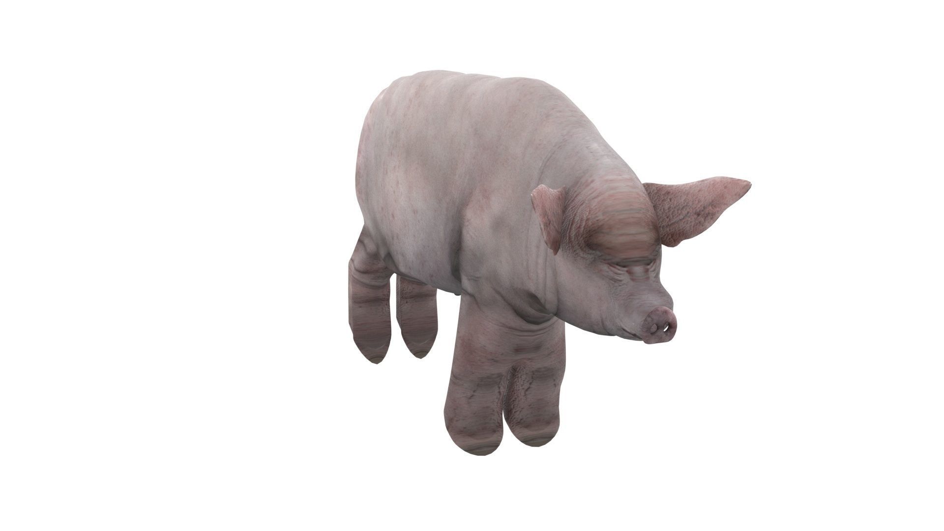 Pig Animal 3D model | CGTrader