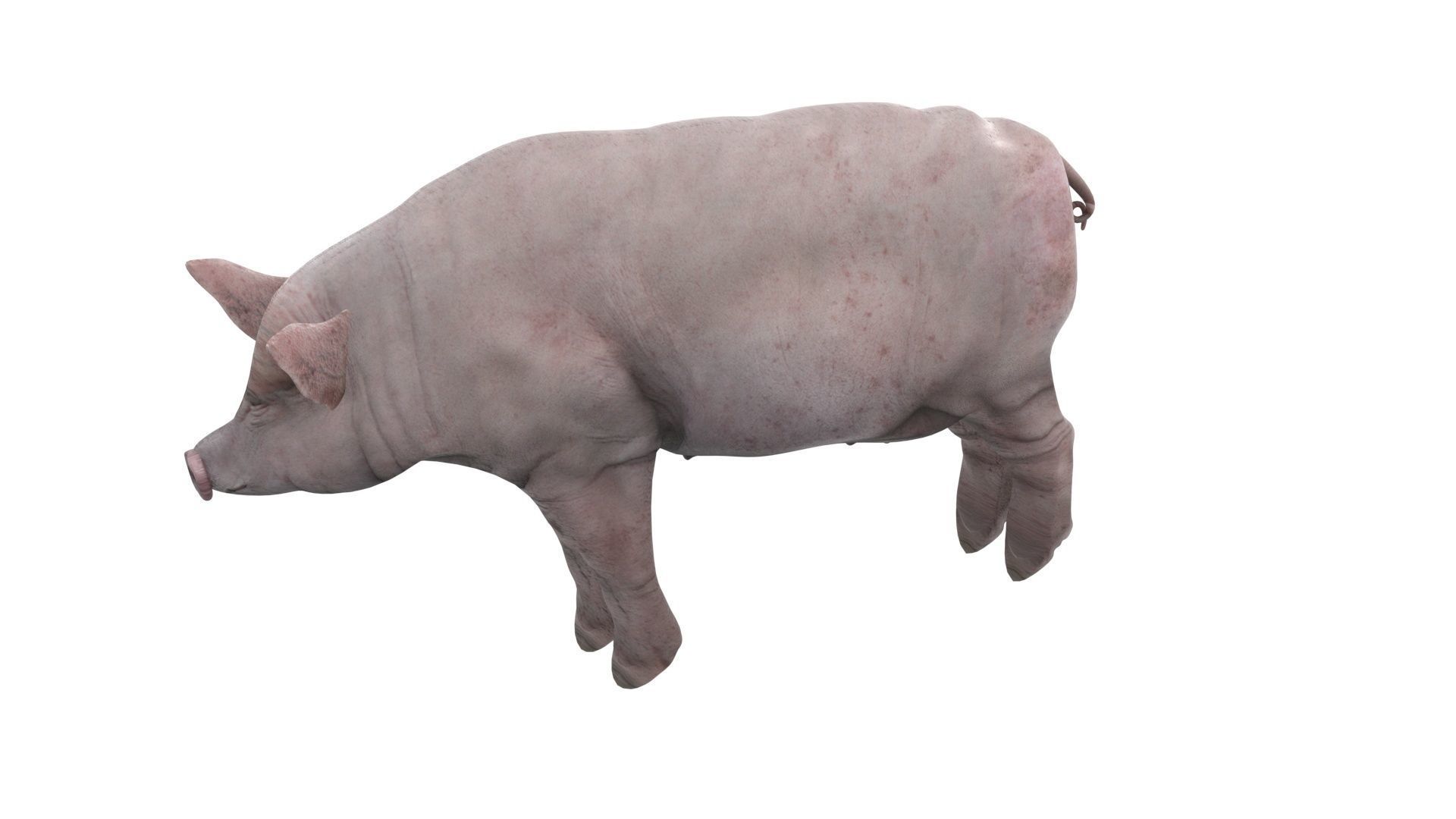 Pig Animal 3D model | CGTrader