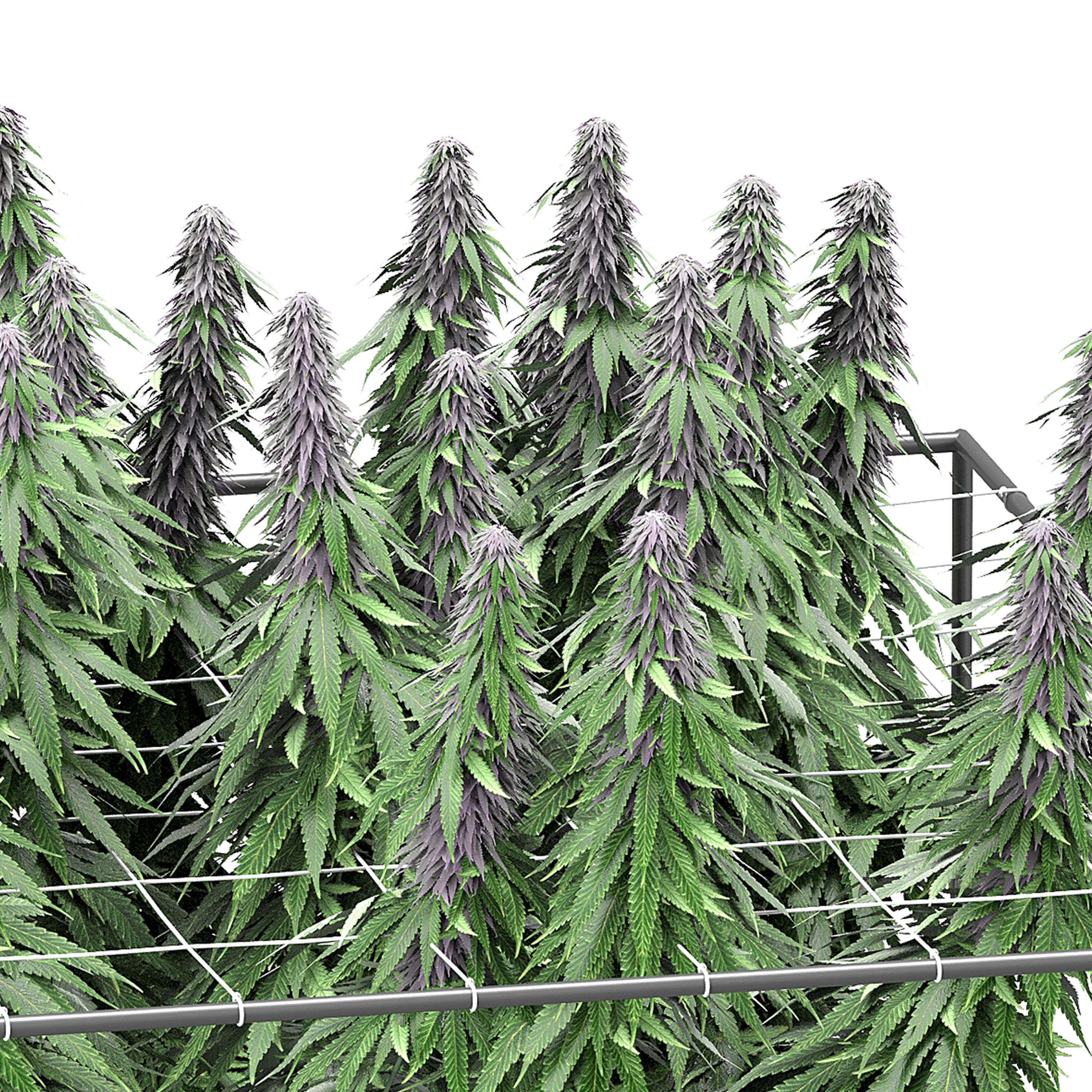 FLOWER PACK 252C 3D model | CGTrader