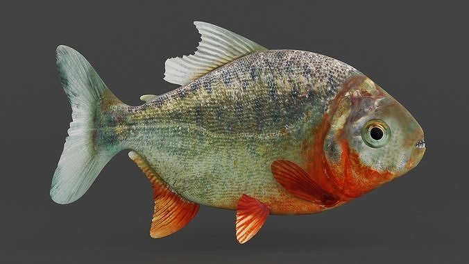 Piranha 3D model | CGTrader
