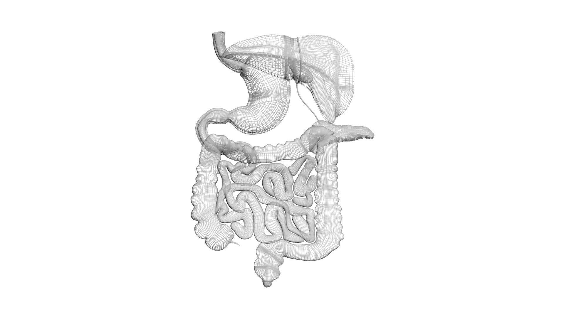 Digestive System 3D model | CGTrader