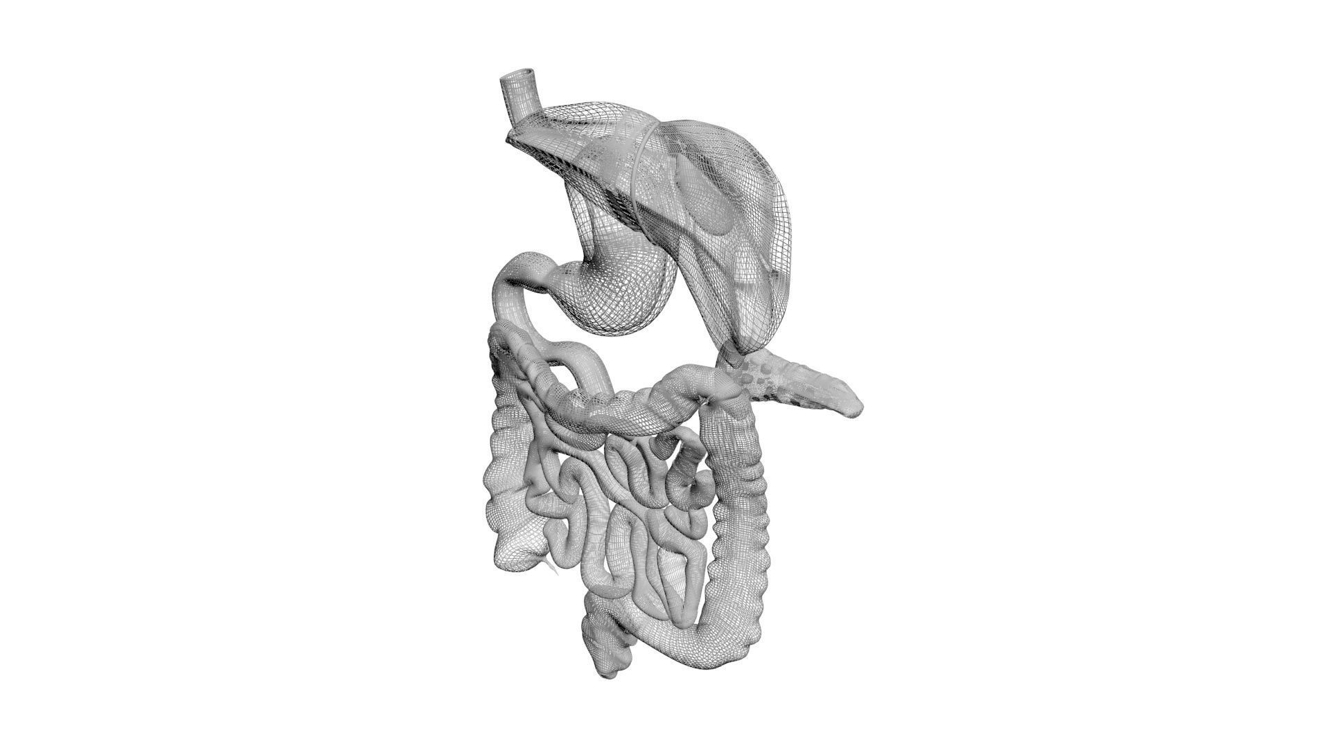 Digestive System 3D model | CGTrader