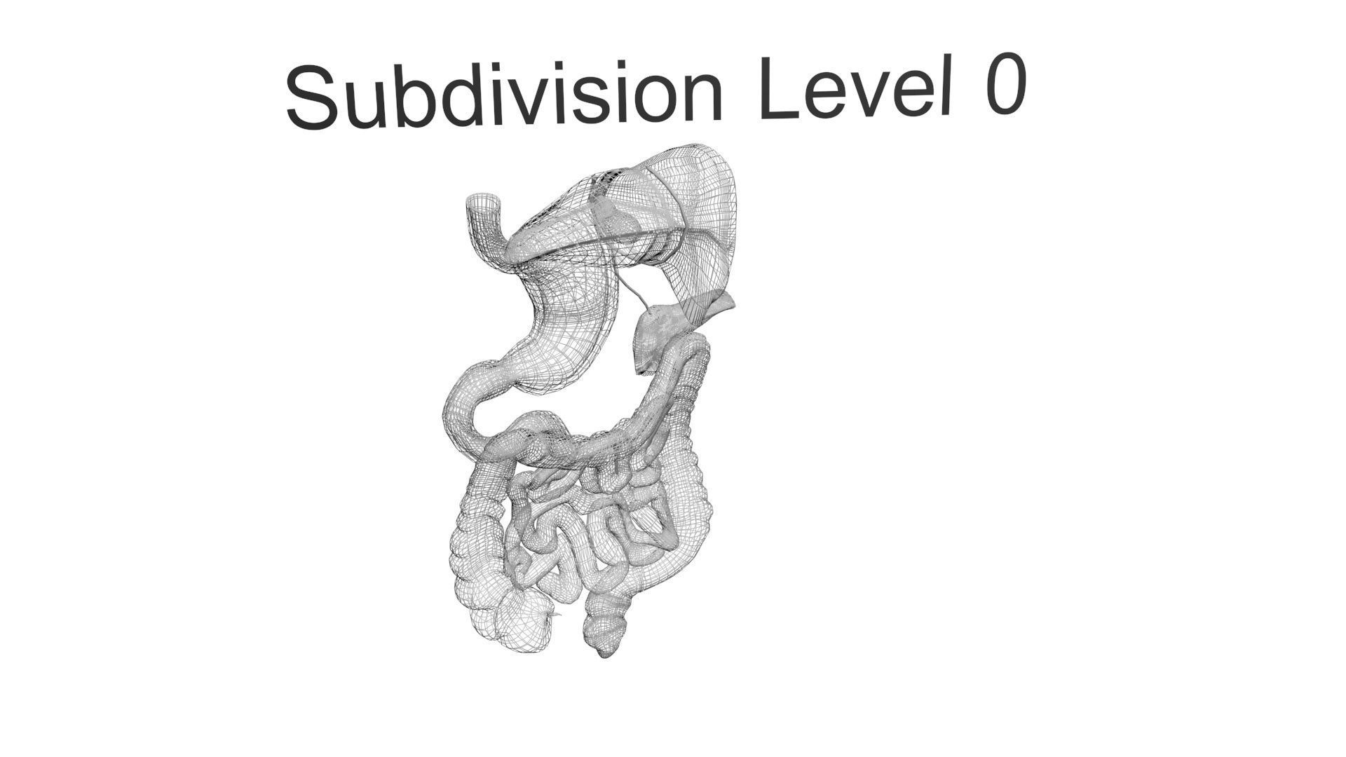Digestive System 3D model | CGTrader