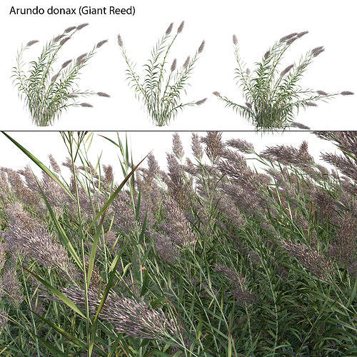 Arundo donax - Giant Reed - Spanish Reed 01 3D model | CGTrader