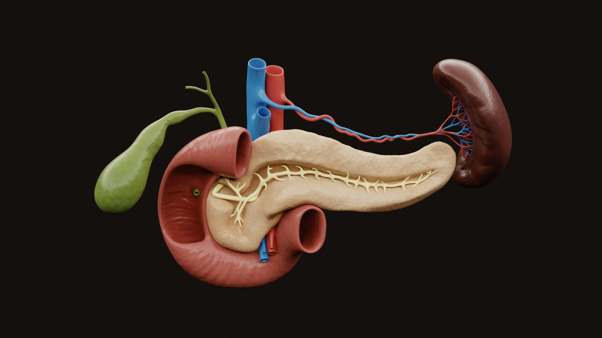 Pancreas Cross Section Anatomy 3D model | CGTrader