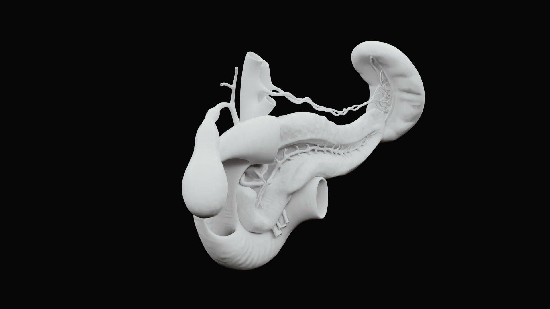 Pancreas Cross Section Anatomy 3D model | CGTrader