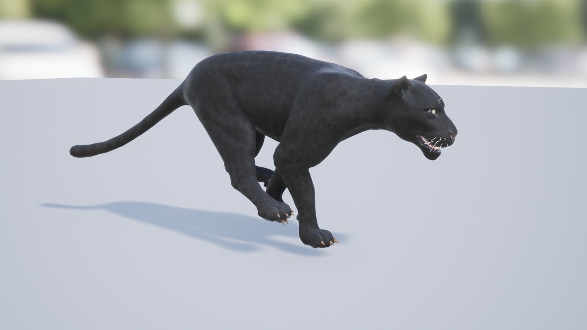 3D model Pack of wild cats VR / AR / low-poly | CGTrader
