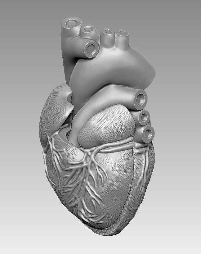 human heart 3D print model 3D model 3D printable | CGTrader