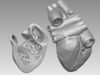 human heart 3D print model 3D model 3D printable | CGTrader