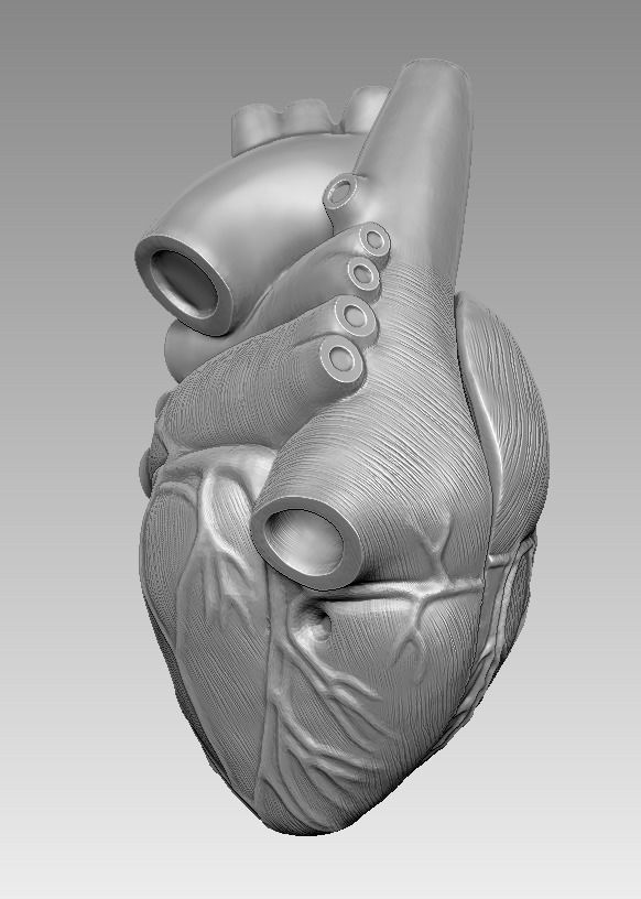 human heart 3D print model 3D model 3D printable | CGTrader