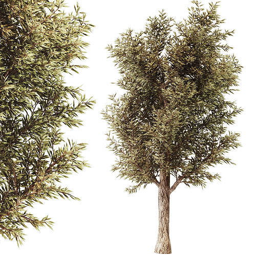 tree01 3D model | CGTrader