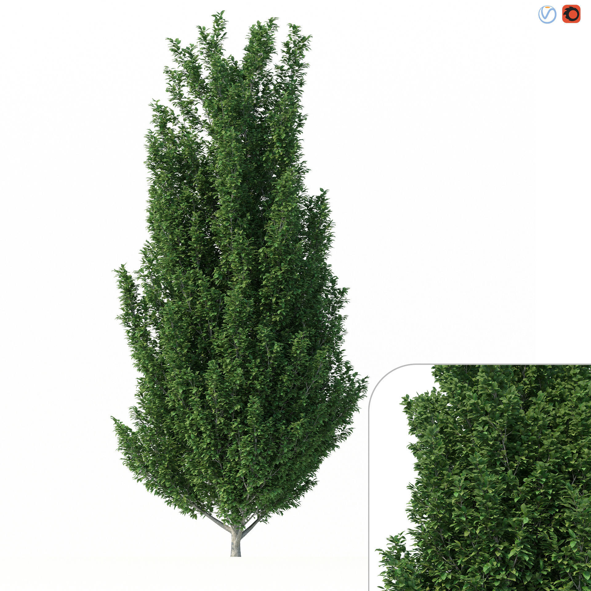 Carpinus Betulus Tree No 1 3D model | CGTrader