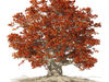 House of Dragons Winterfell Tree 3D model | CGTrader