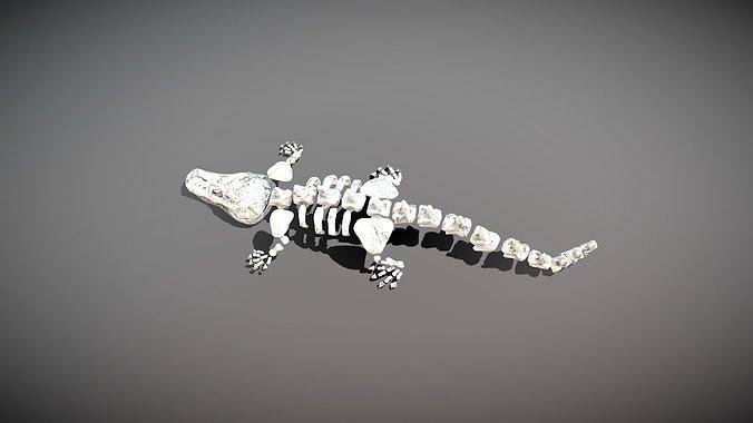 3D model Crocodile Skeleton VR / AR / low-poly rigged animated | CGTrader