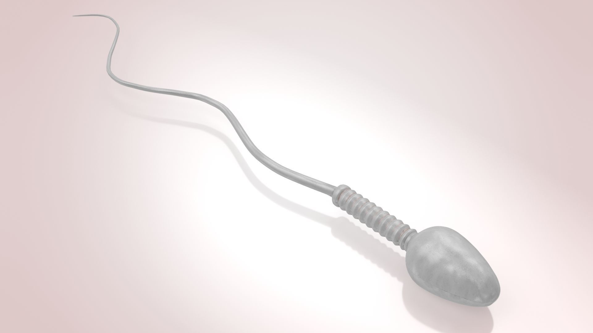 3D model Animated Sperm Cell or Spermatozoa VR / AR / low-poly | CGTrader