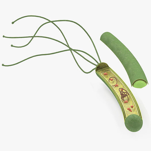 3D model Prokaryotic structure VR / AR / low-poly | CGTrader