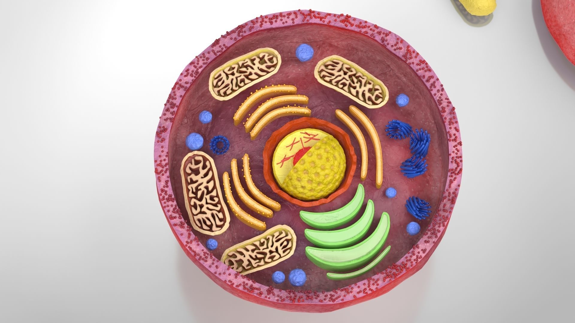 3D model Plasma Cell VR / AR / low-poly | CGTrader