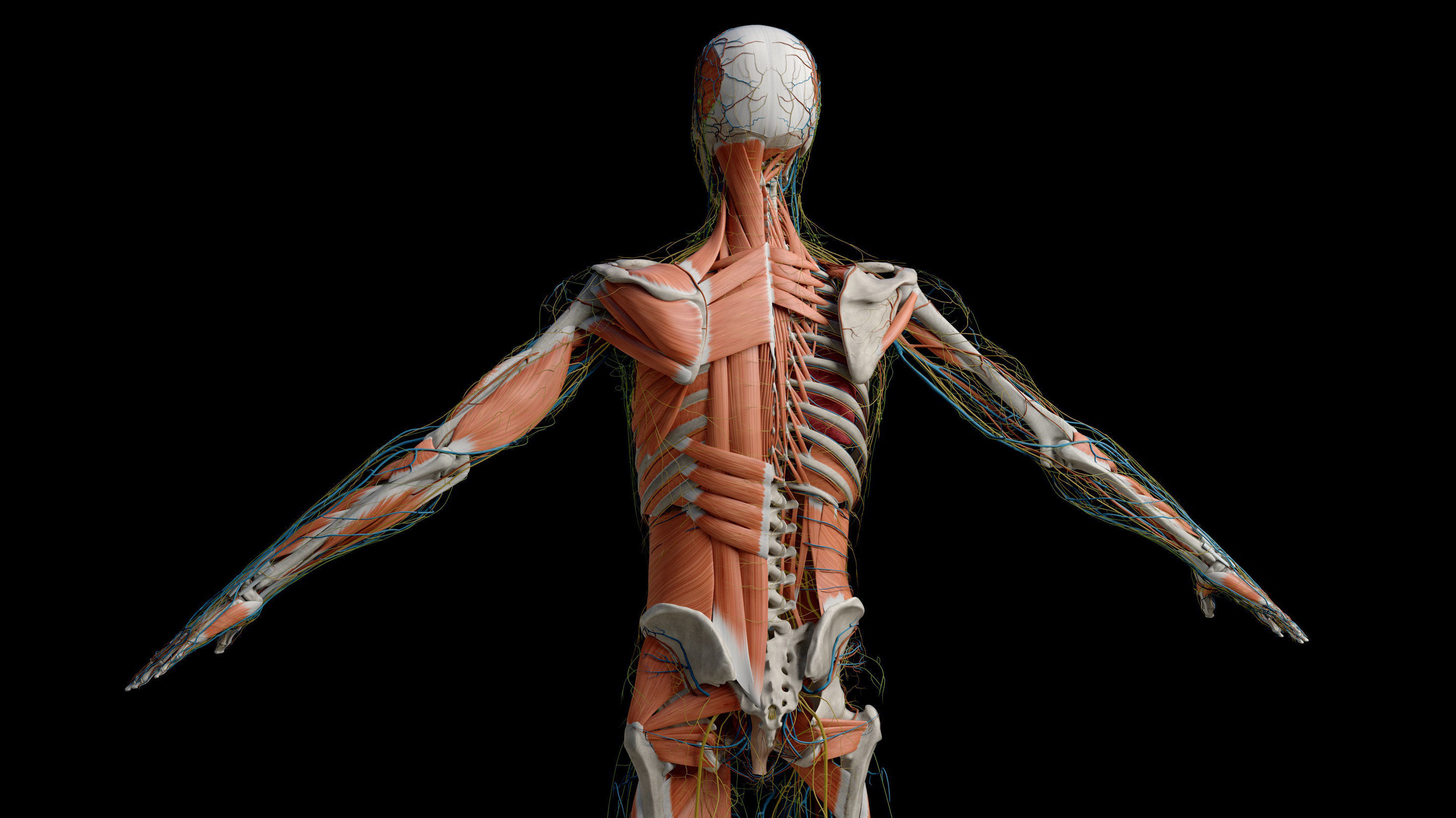 Human Anatomy man 3D model rigged | CGTrader
