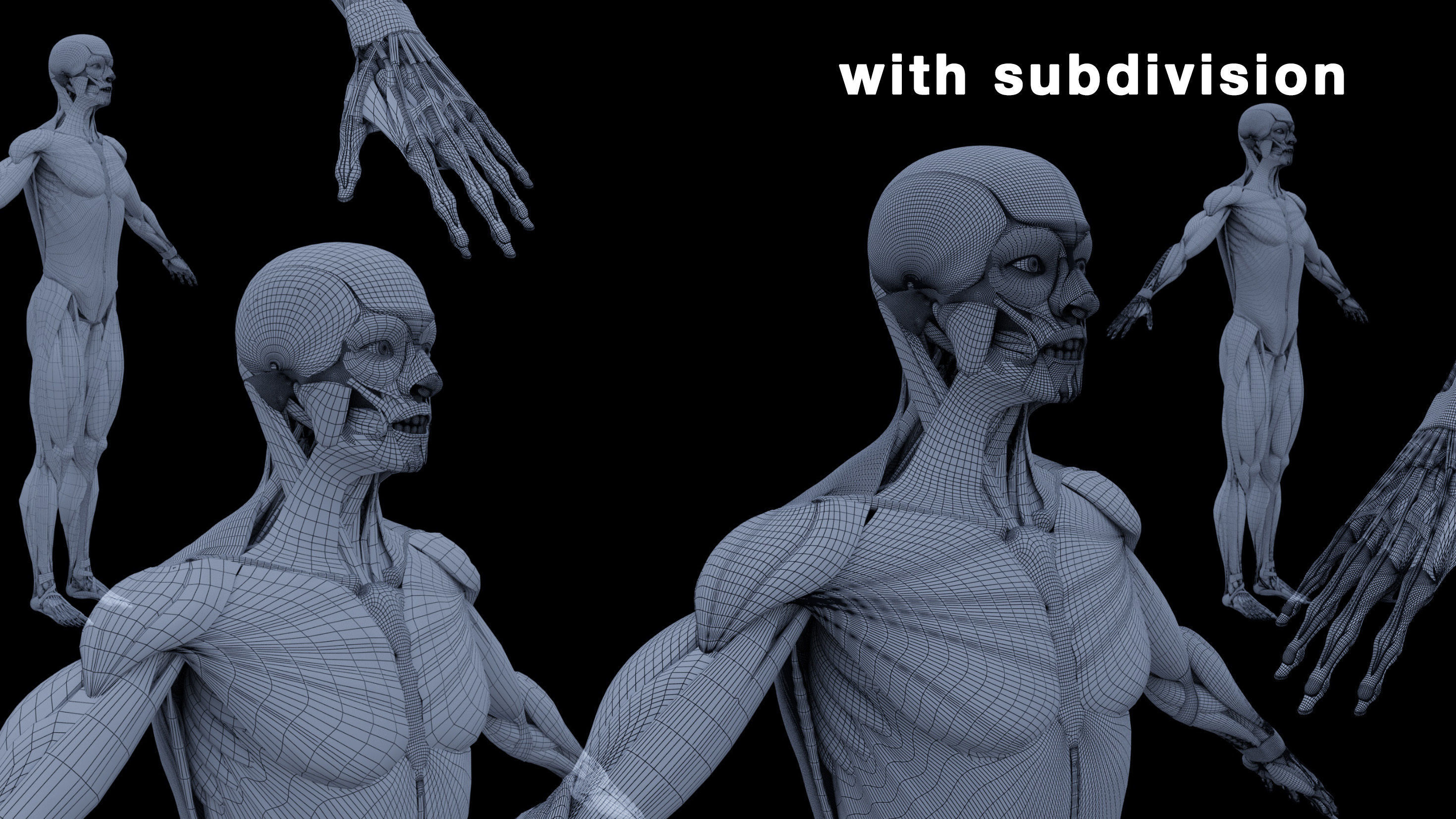 Human Anatomy man 3D model rigged | CGTrader