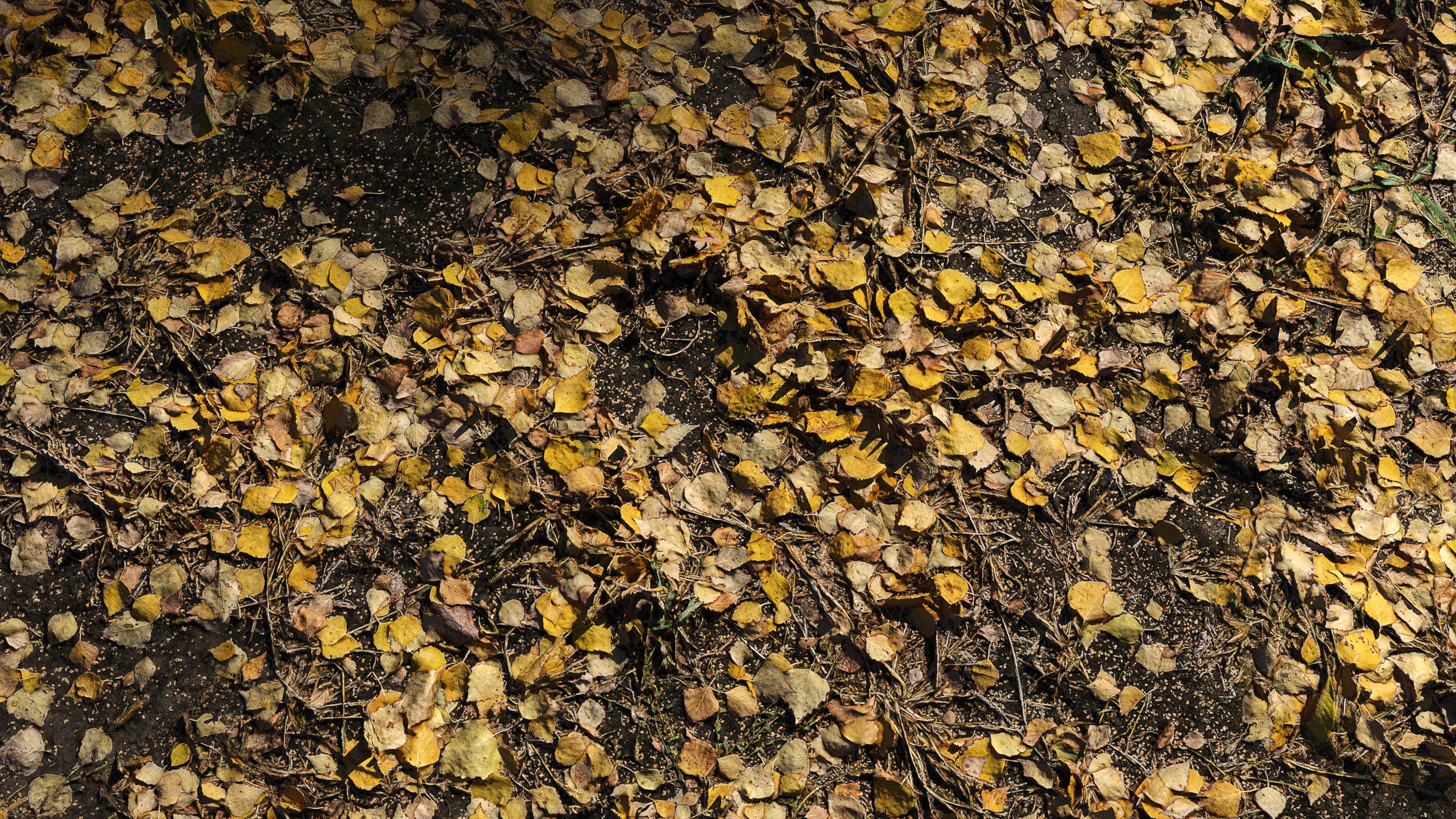 Autumn leaves Texture | CGTrader