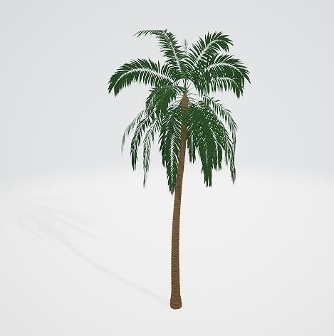 coconut-tree palm tree free 3D model | CGTrader