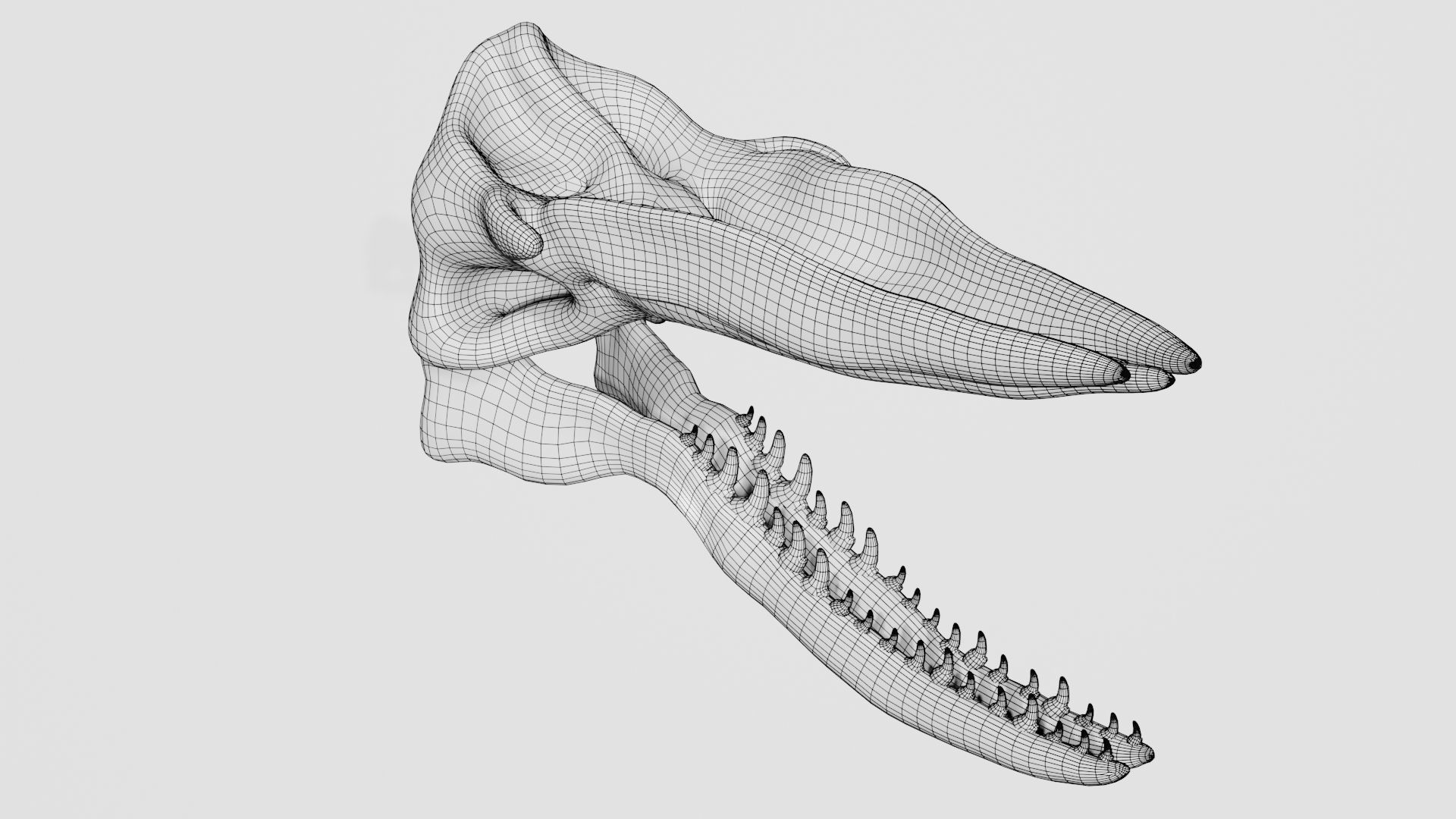 Sperm whale skull 3D model | CGTrader