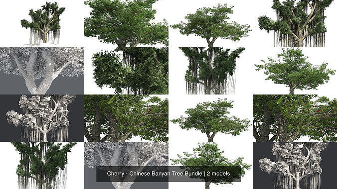 3D Model Collection Cherry - Chinese Banyan Tree Bundle VR / AR / low ...