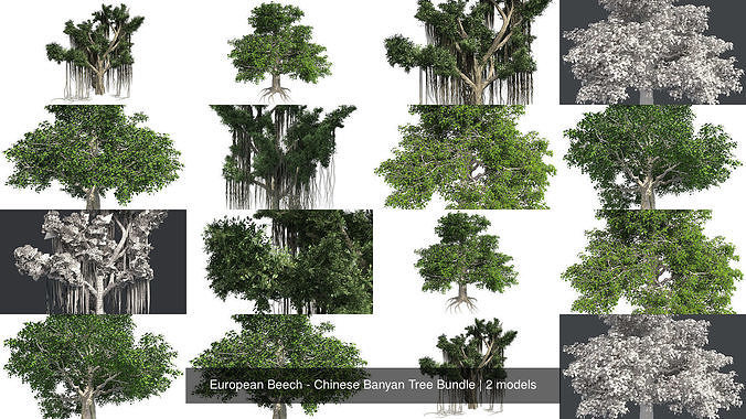 3D Model Collection European Beech - Chinese Banyan Tree Bundle VR / AR ...