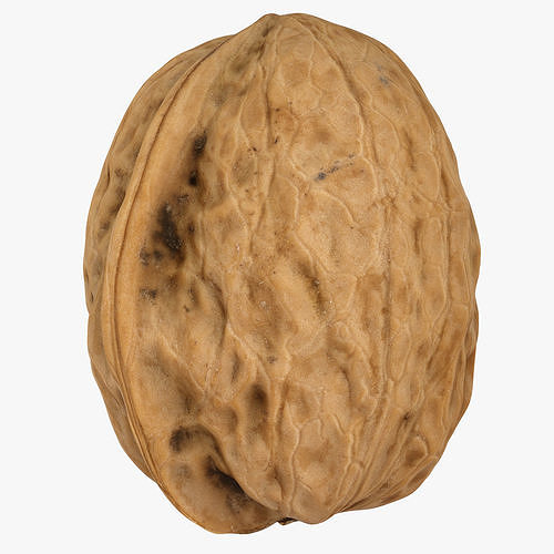 3D model Walnut VR / AR / low-poly | CGTrader