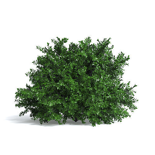 Common Box Shrub I 3D model | CGTrader