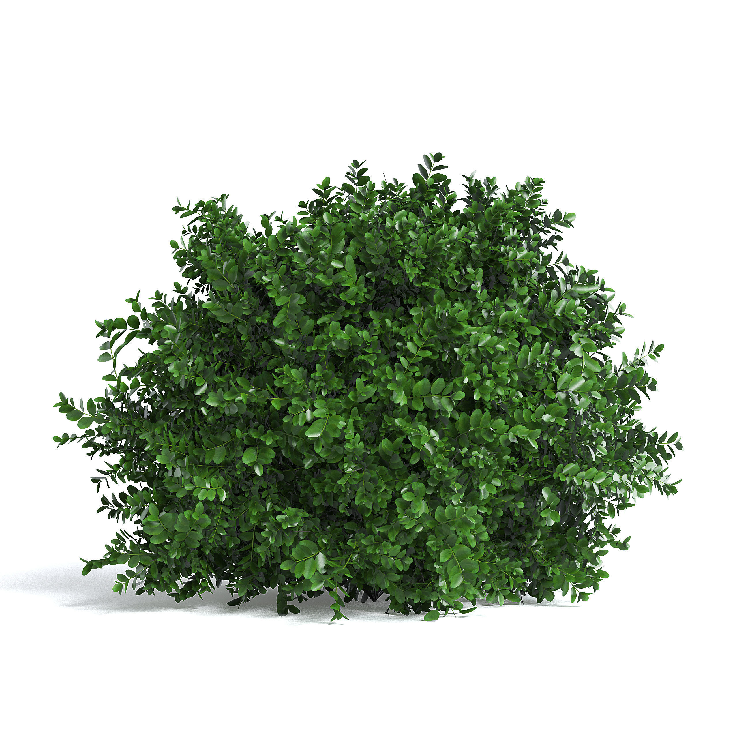 Common Box Shrub II 3D model | CGTrader