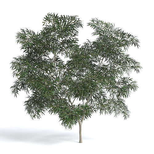Olive Tree III 3D model | CGTrader