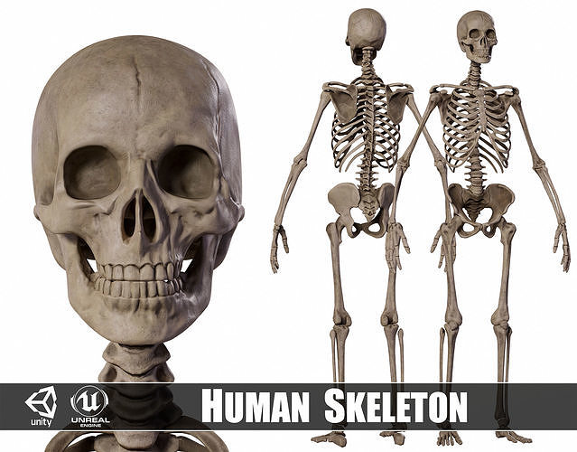 Human Skeleton Reference
