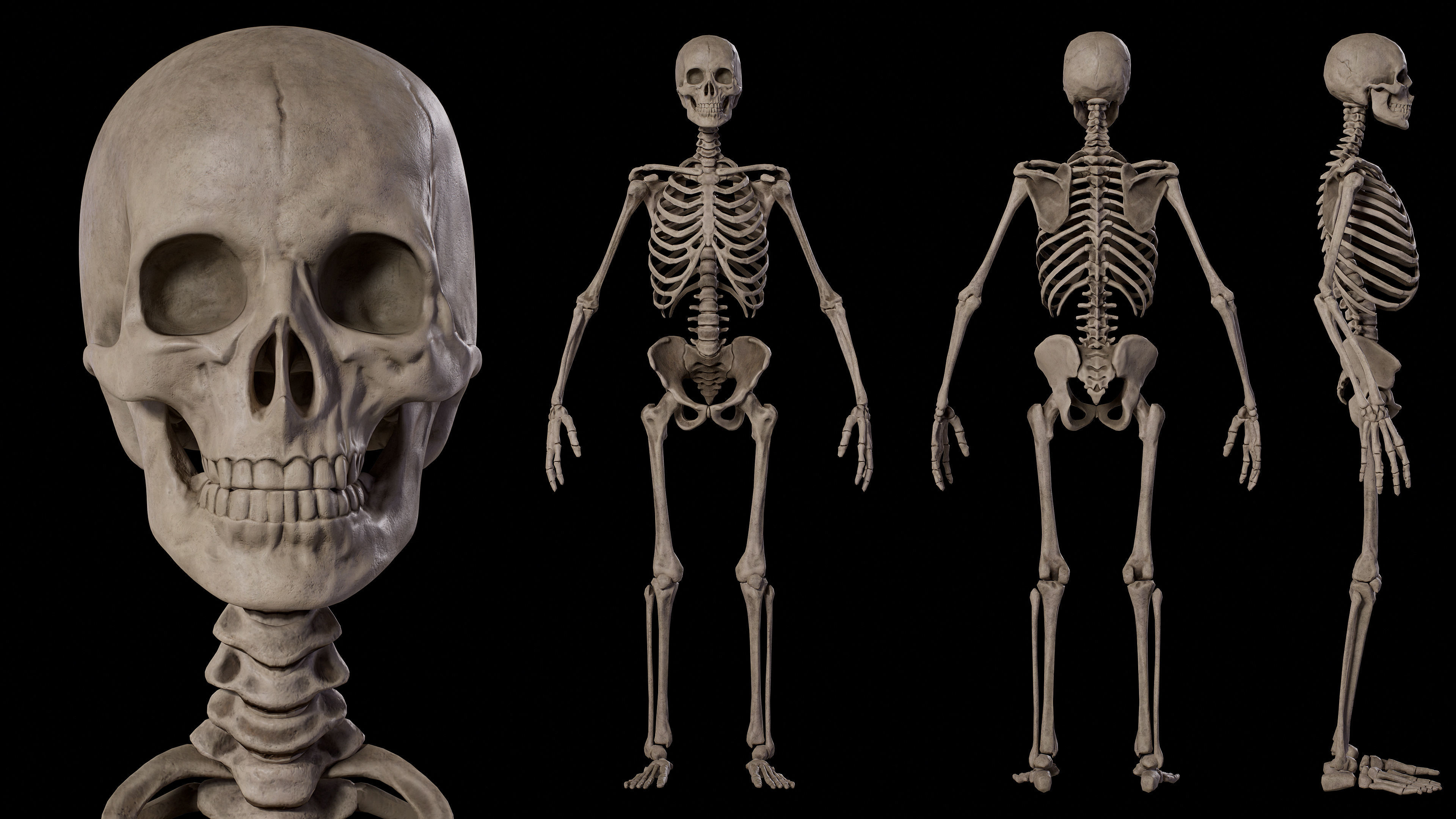 3D model Human Male Skeleton VR / AR / low-poly | CGTrader