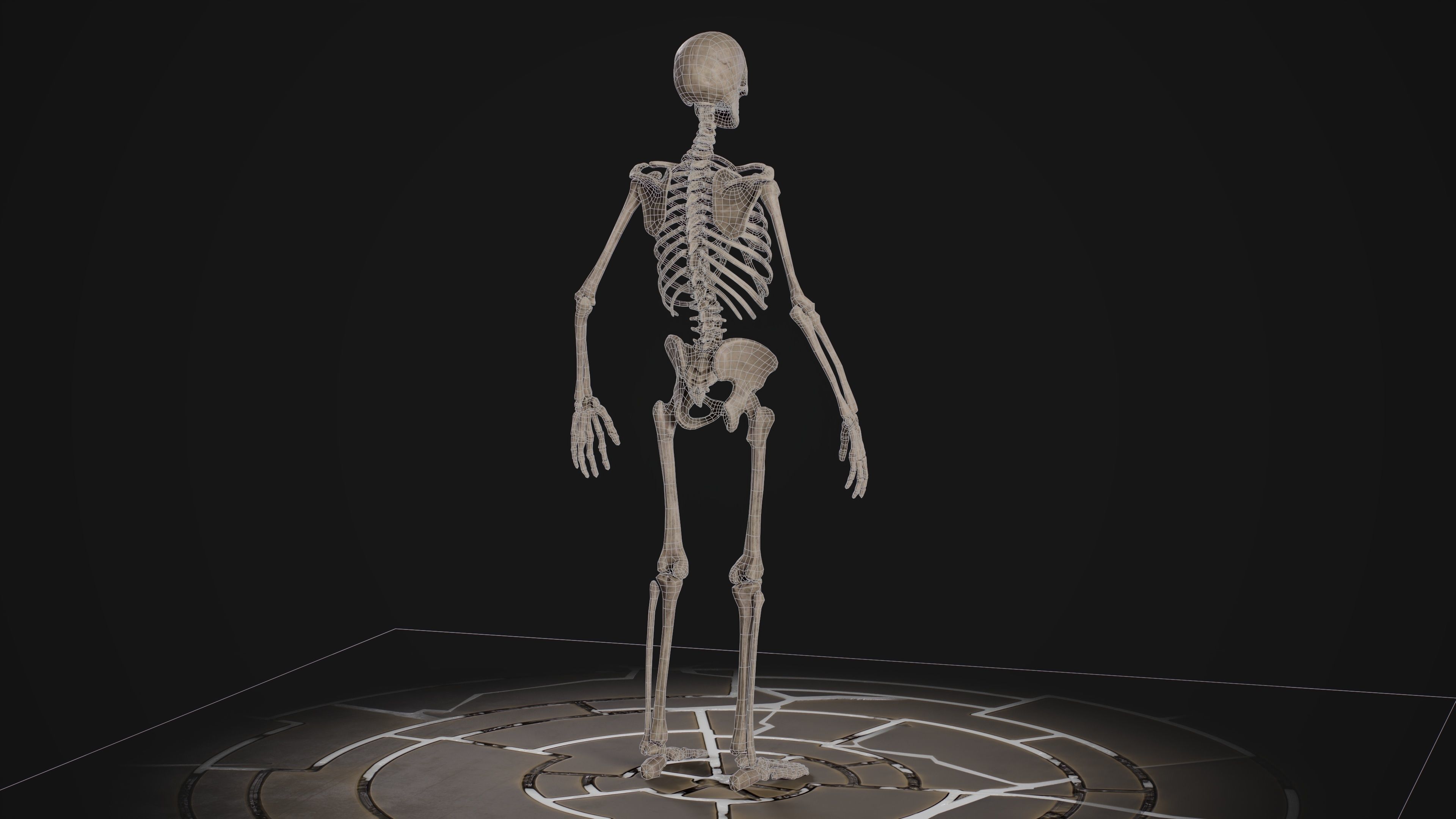 3D model Human Male Skeleton VR / AR / low-poly | CGTrader